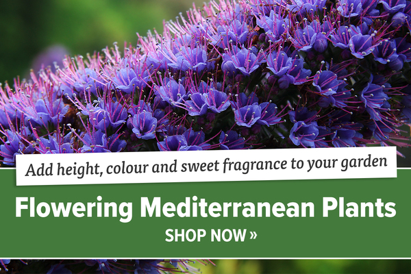 Online Garden Centre | Garden Plants