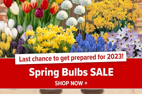 Online Garden Centre | Garden Plants