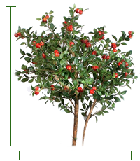 Apple 'Braeburn' Tree | YouGarden